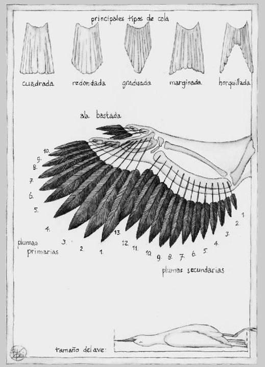 Anatomía de las Aves