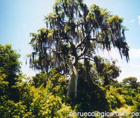Bosque Tropical del Pacífico