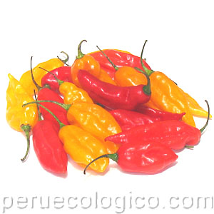 LOS AJÍES DEL PERÚ