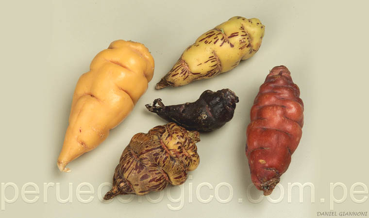 MASHUA (Tropaeolum tuberosum)
