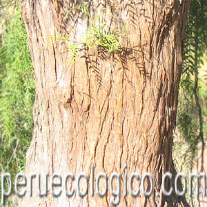 MOLLE (Schinus molle)