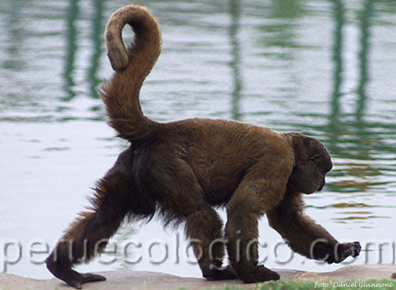 Mono Choro Común (Lagothrix lagotricha)