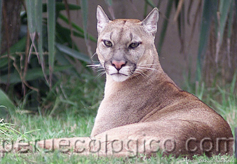 Puma Andinio (Puma concolor)