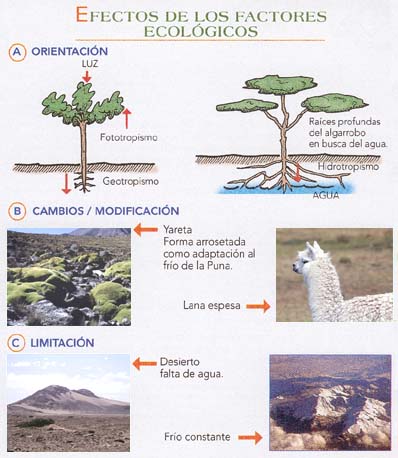 Efectos de la acción de los factores ambientales